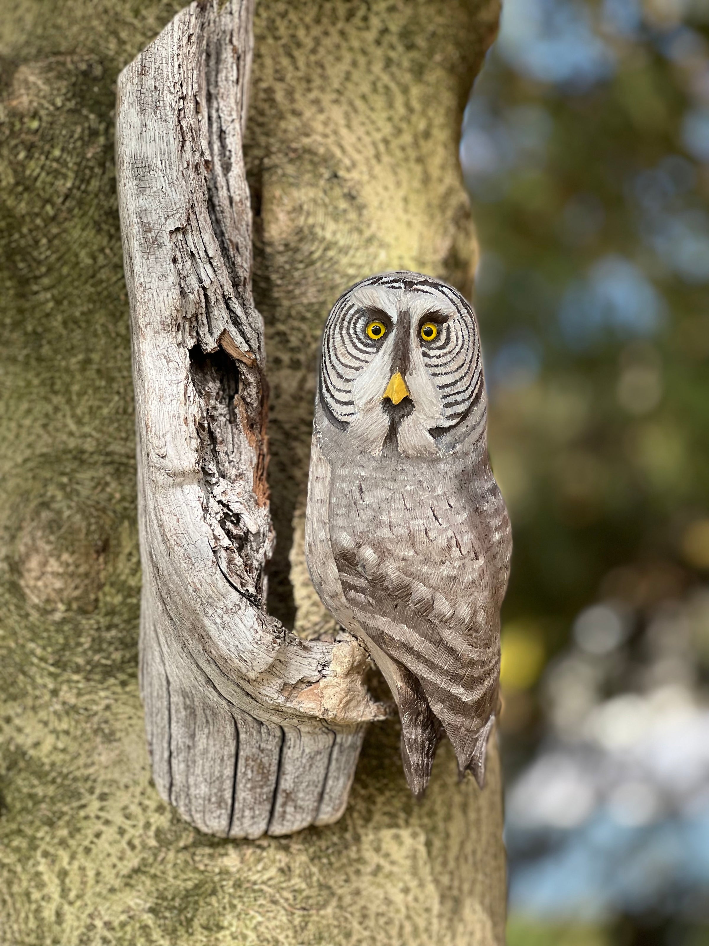 Great Gray Owl Size